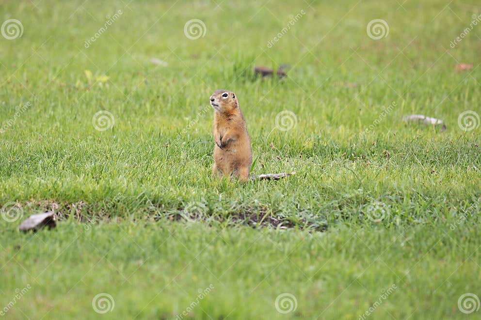 Gopher Stands in the Grass on Summer Day Stock Image - Image of natural ...