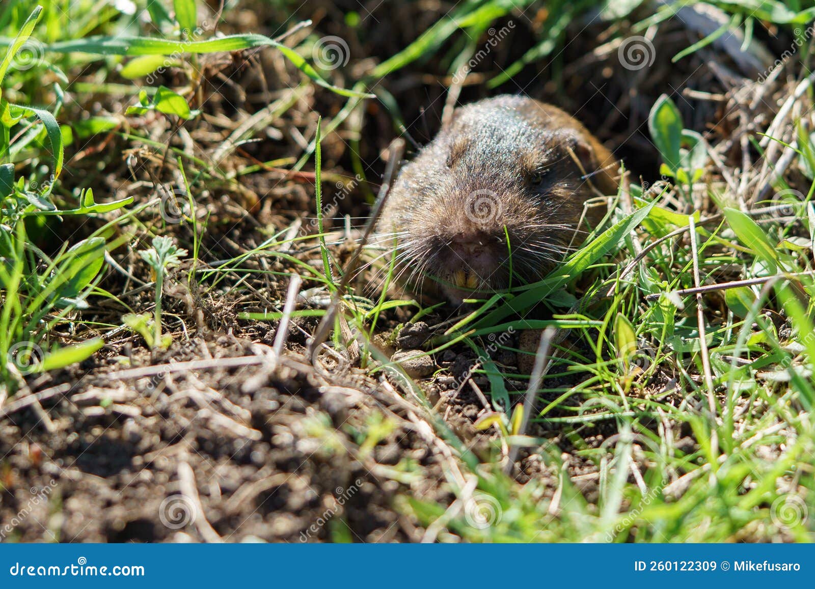 Gopher Sticking Its Head Out of the Hole Stock Image - Image of soil ...