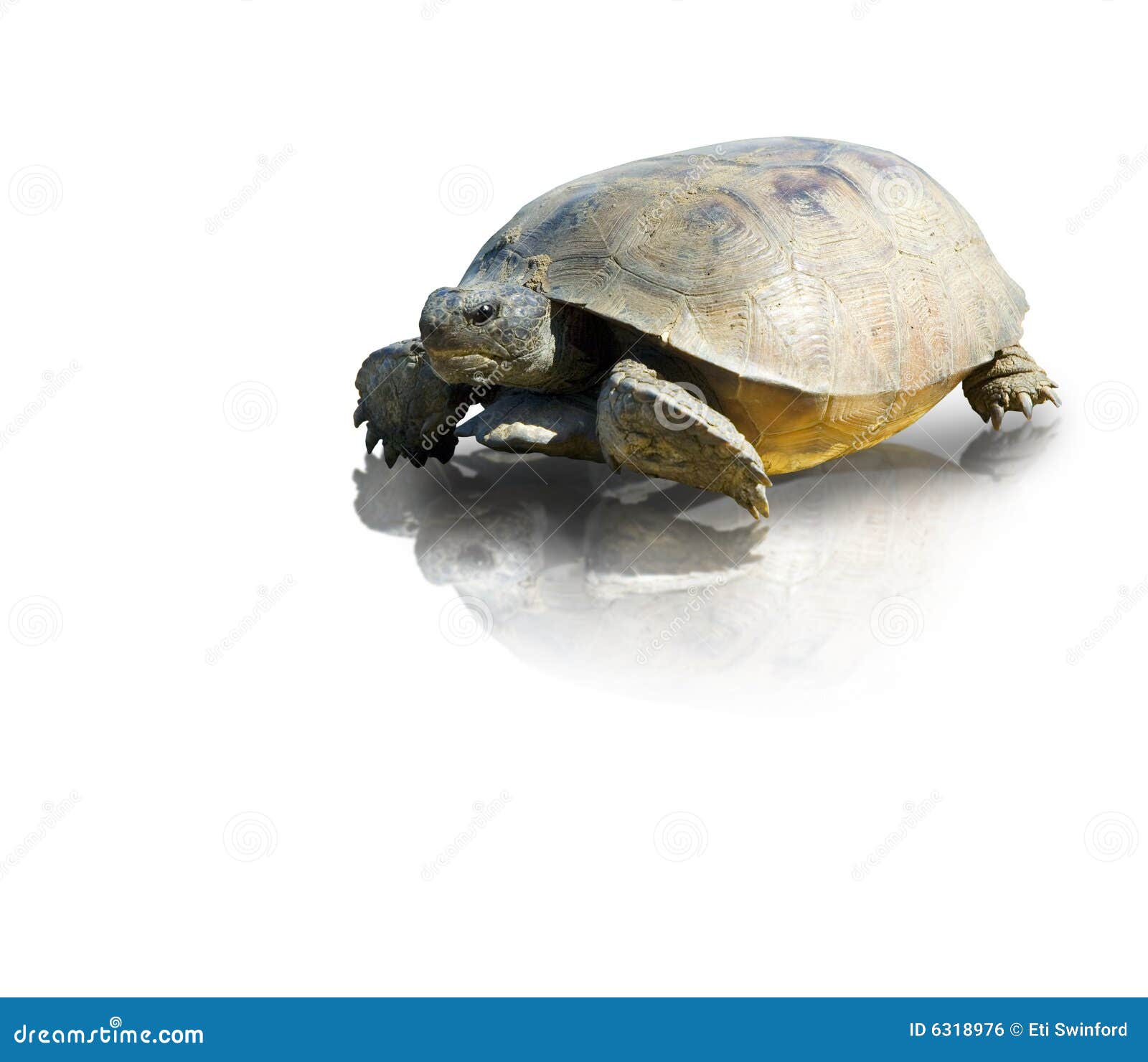 Gopher Tortoise Tick - Amblyomma Tuberculatum - Attached To The Rough ...