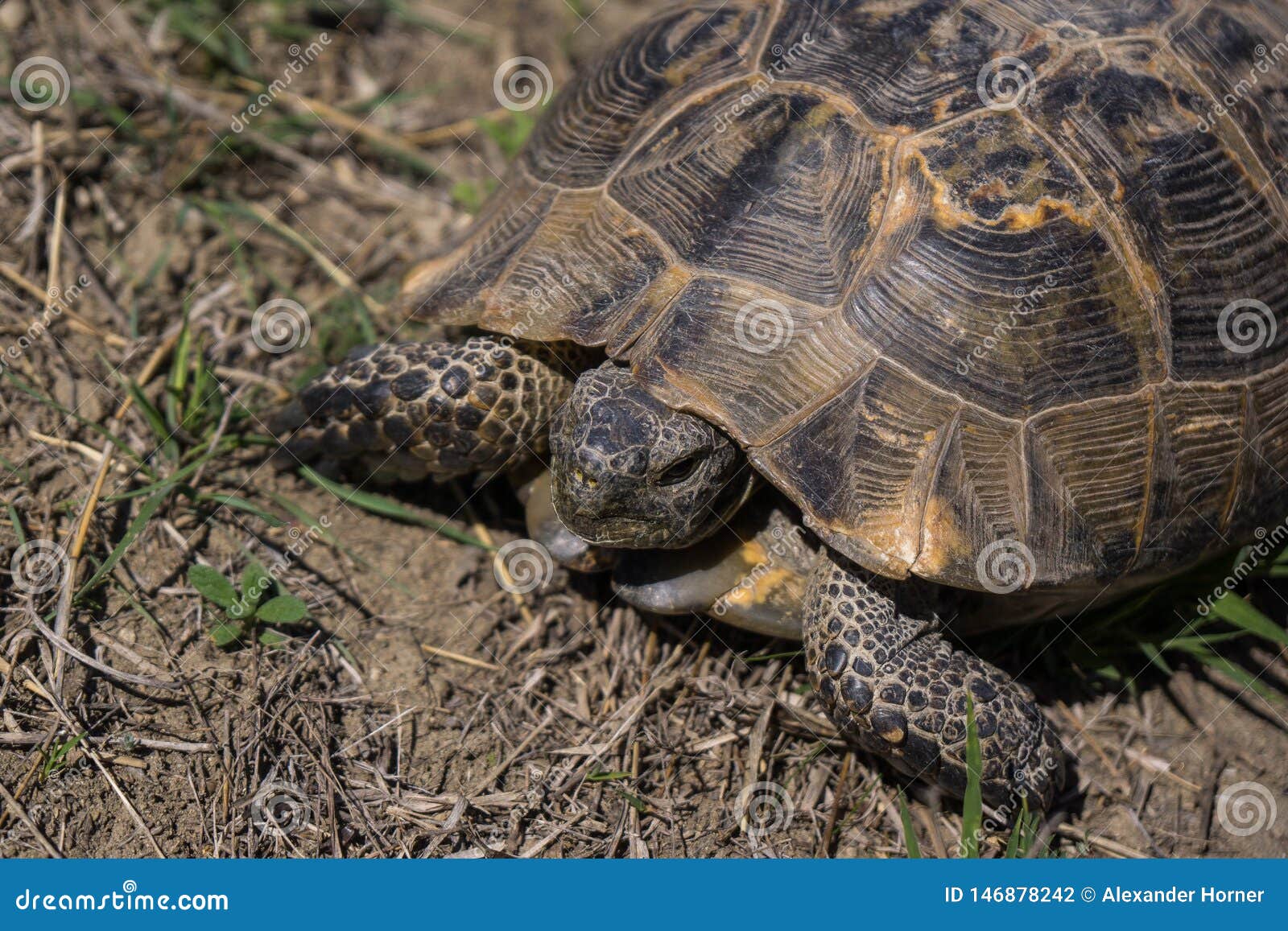 Gopher Tortoise at Azerbaijan Border Stock Photo - Image of ...