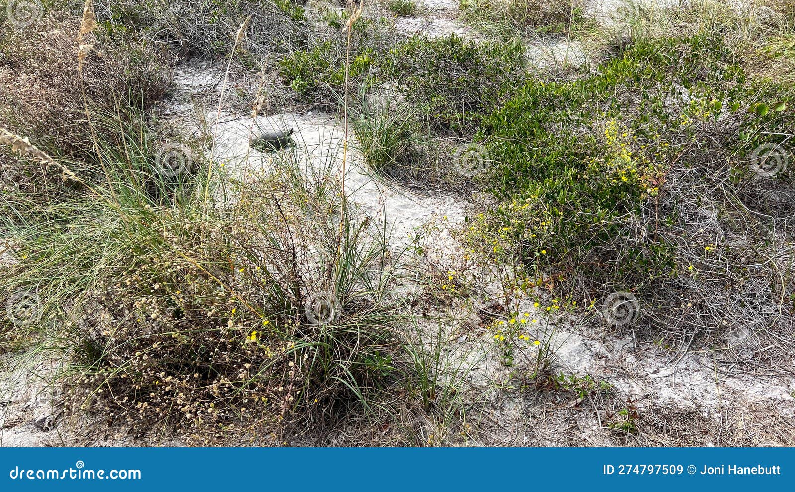 A Gopher Tortoise on a Beach in Florida Stock Image - Image of prints ...