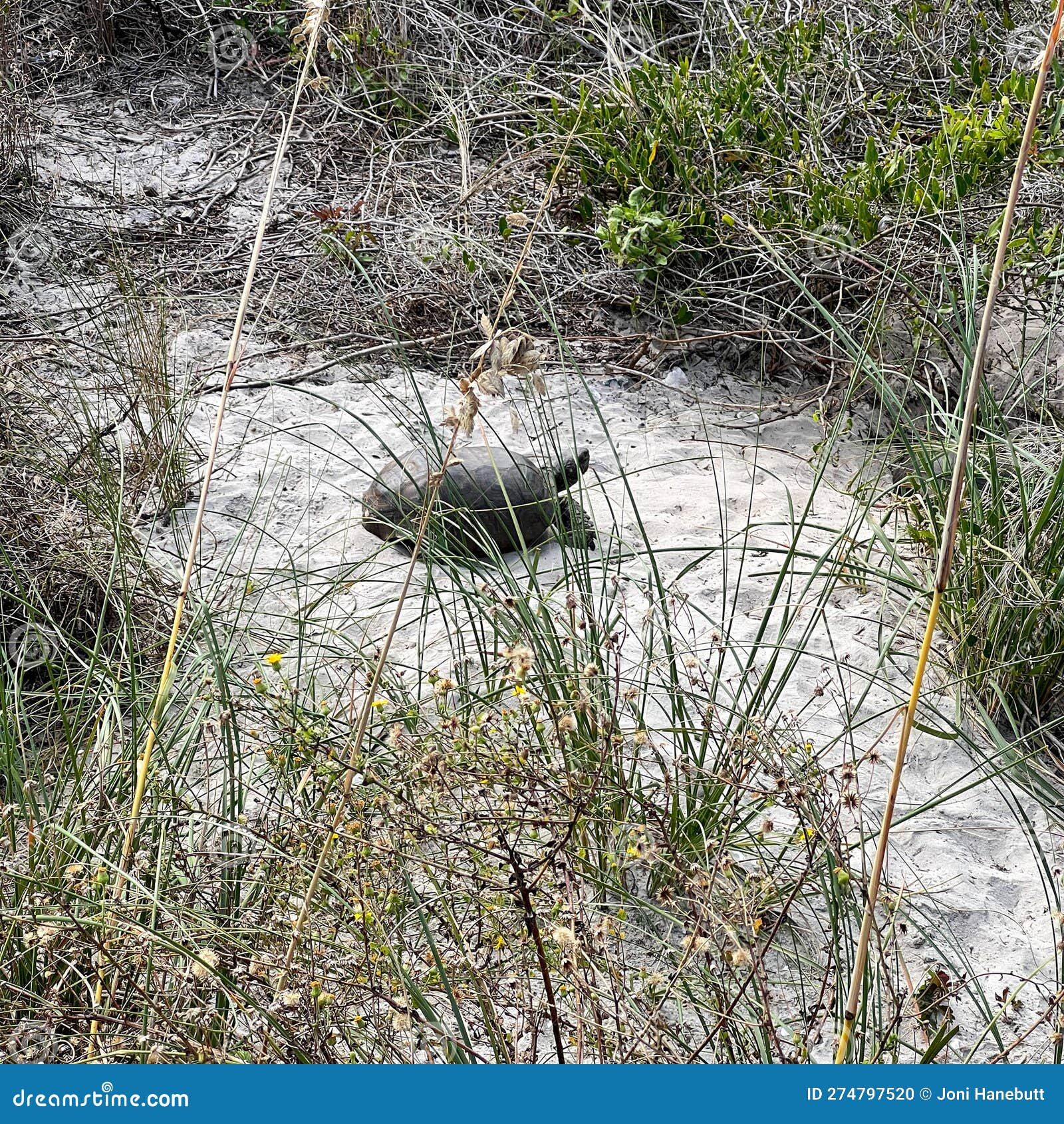 A Gopher Tortoise on a Beach in Florida Stock Photo - Image of ...