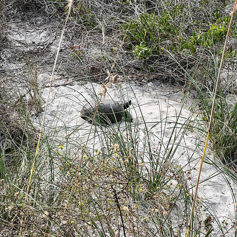 A Gopher Tortoise on a Beach in Florida Stock Photo - Image of ...
