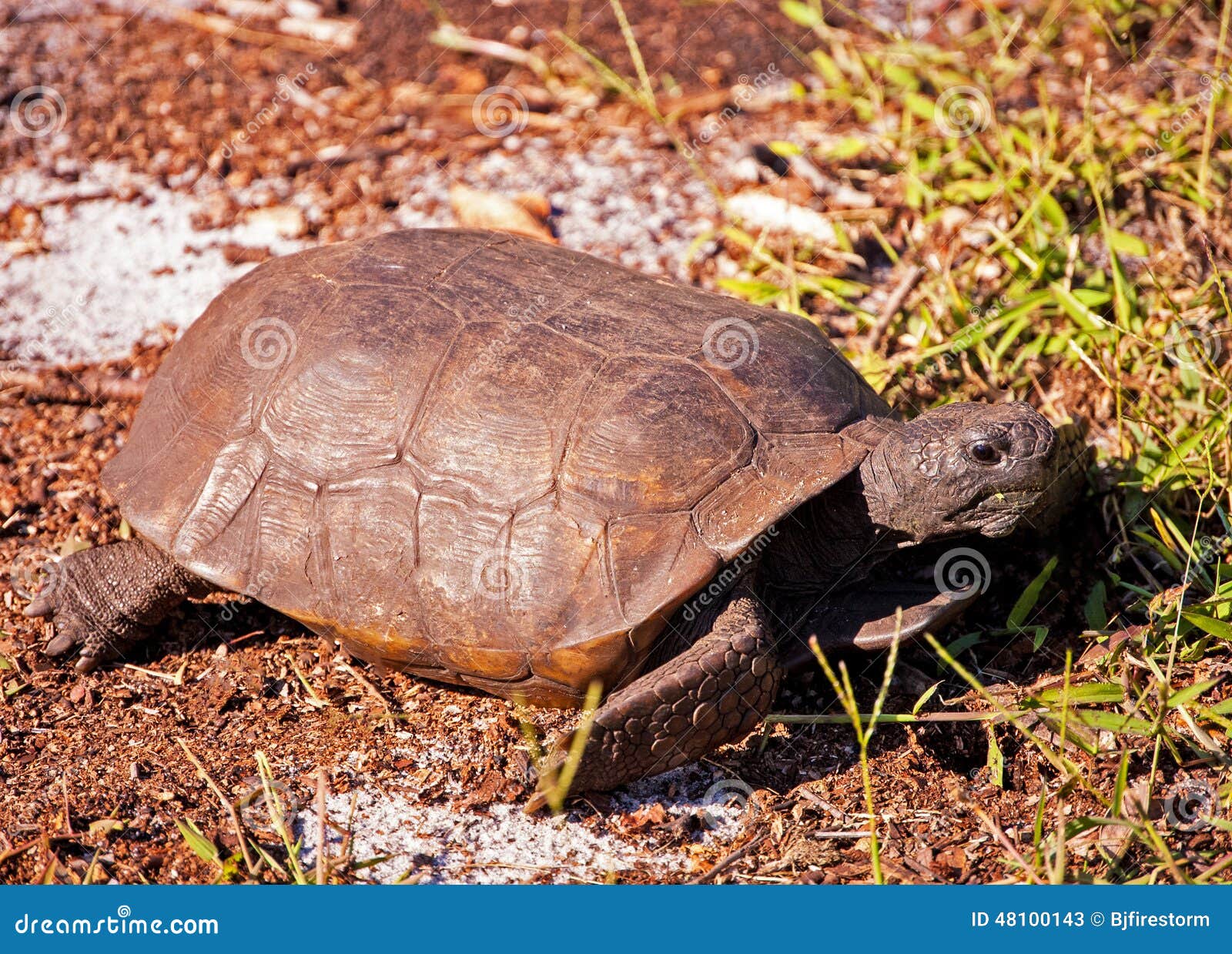 Gopher Tortoise stock image. Image of green, brown, threatened - 48100143