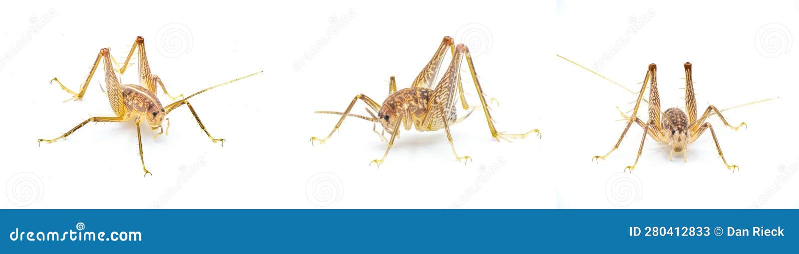 Gopher Tortoise, Cave or Camel Cricket - Ceuthophilus Latibuli or C ...