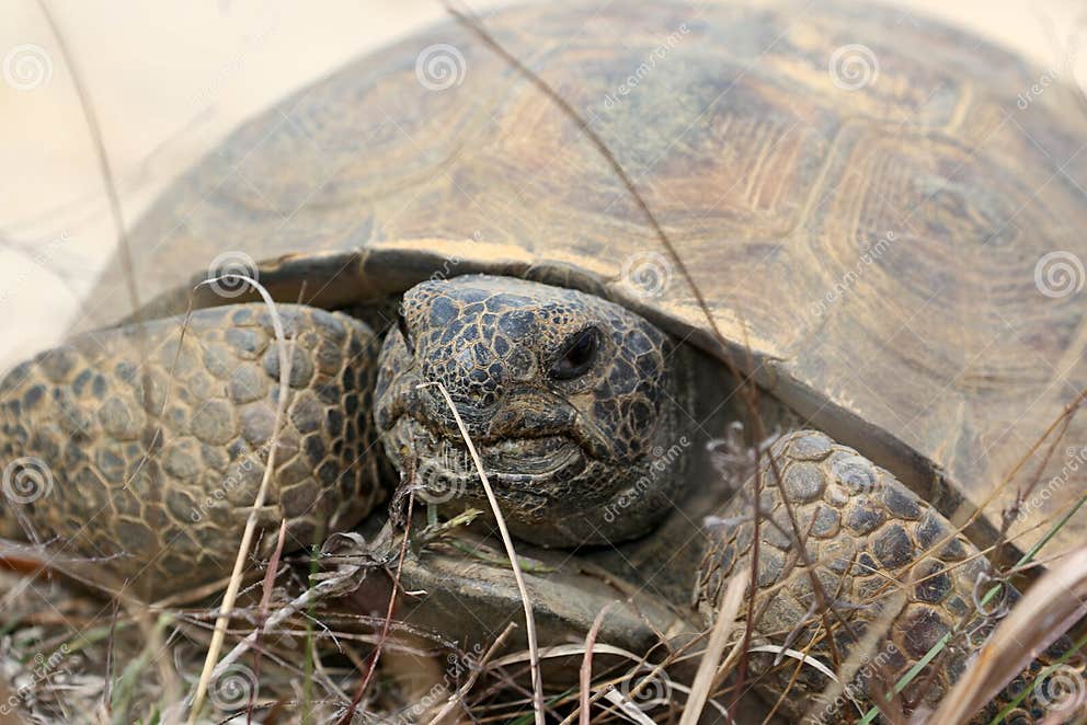 A Gopher Tortoise Crossing a Dirt Road Stock Photo - Image of ...