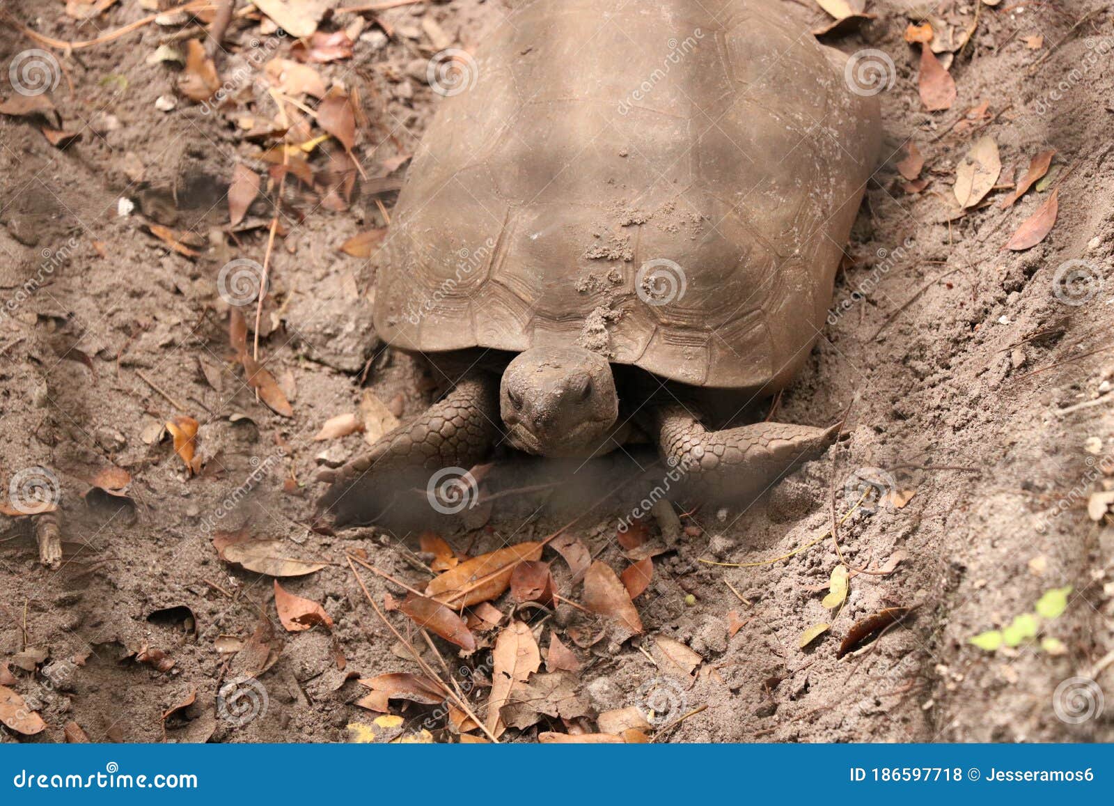 Gopher Tortoise Digging in the Dirt. Stock Photo - Image of tree ...