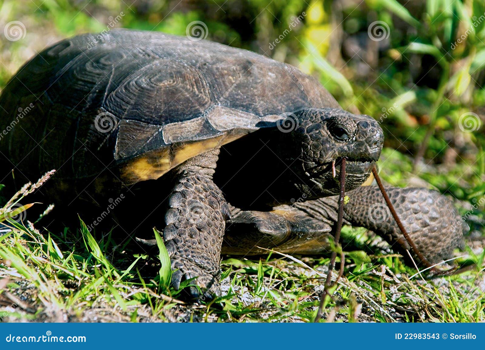 Gopher tortoise eating stock image. Image of reptile - 22983543