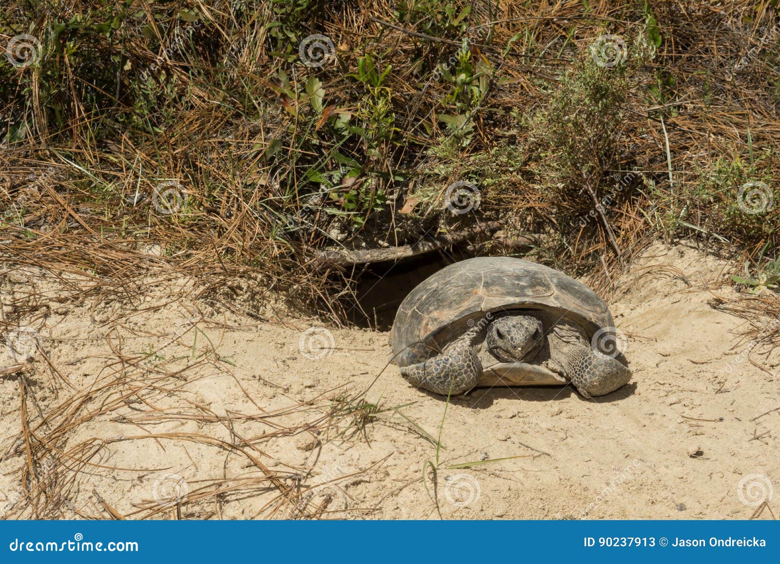 Gopher Tortoise Tick - Amblyomma Tuberculatum - Attached To The Rough ...