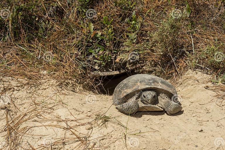 Gopher Tortoise stock image. Image of forest, biology - 90237913