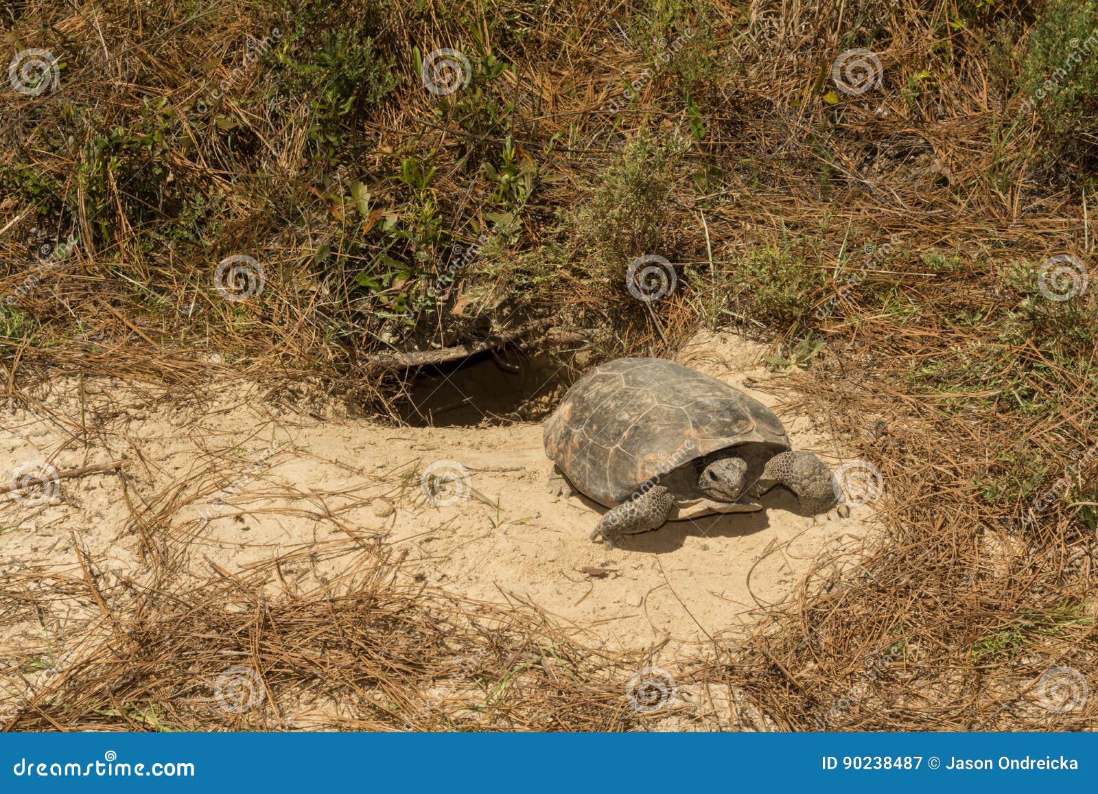 Gopher Tortoise stock image. Image of environment, life - 90238487