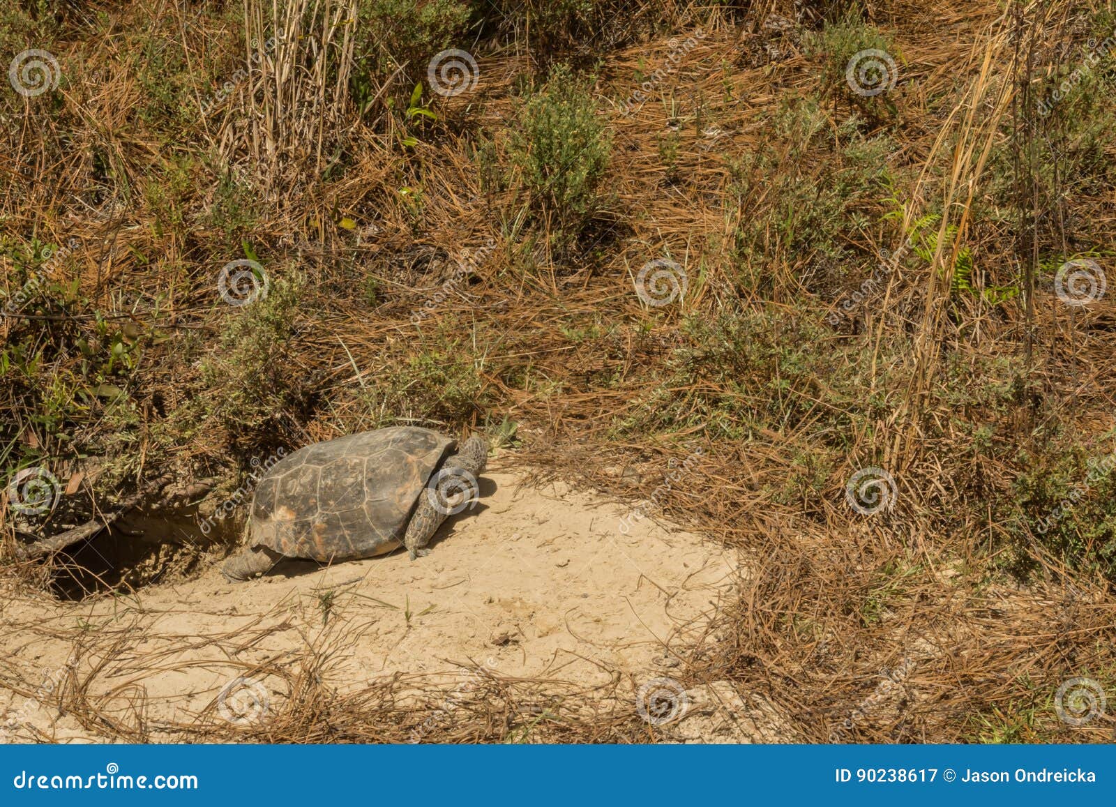 Gopher Tortoise stock image. Image of ecology, animal - 90238617
