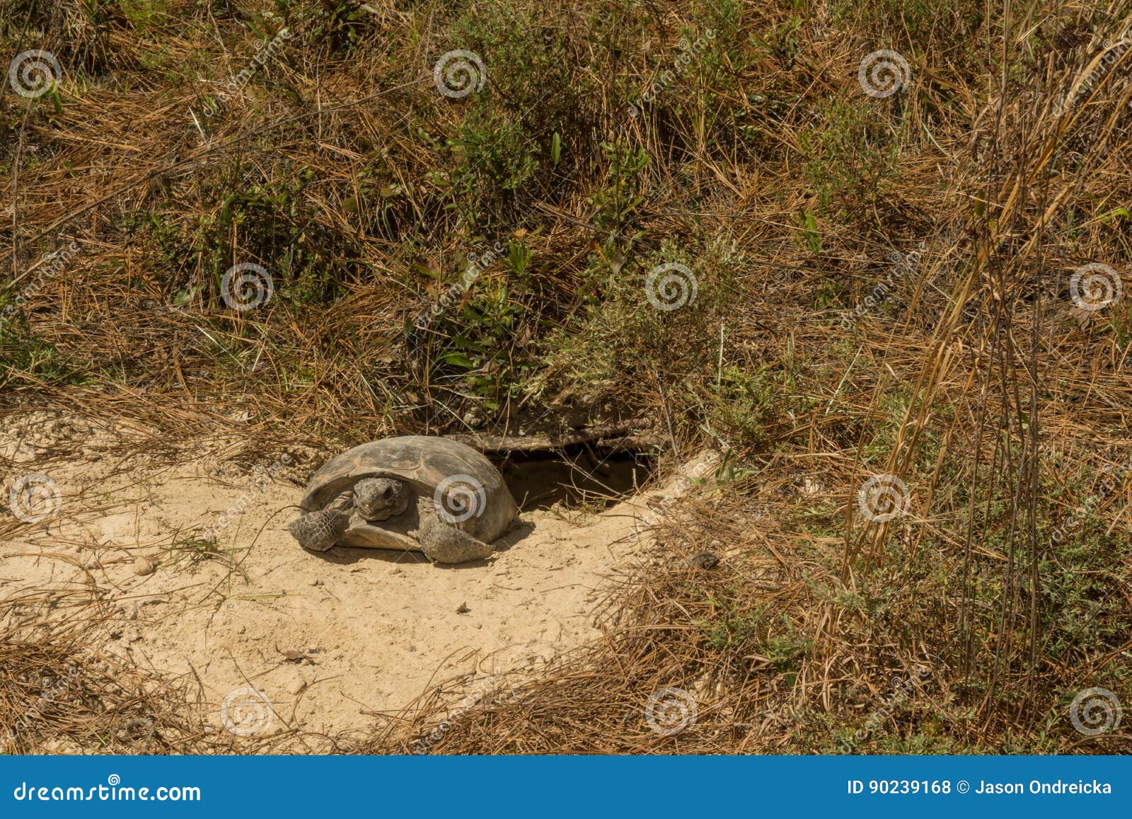 Gopher Tortoise stock photo. Image of herpetology, biology - 90239168
