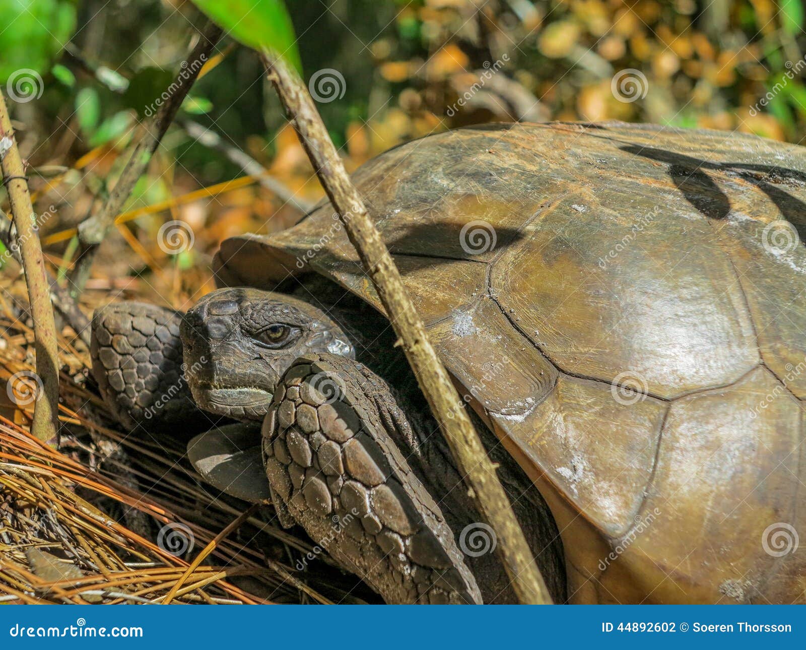 Gopher Tortoise stock photo. Image of morning, gopher - 44892602