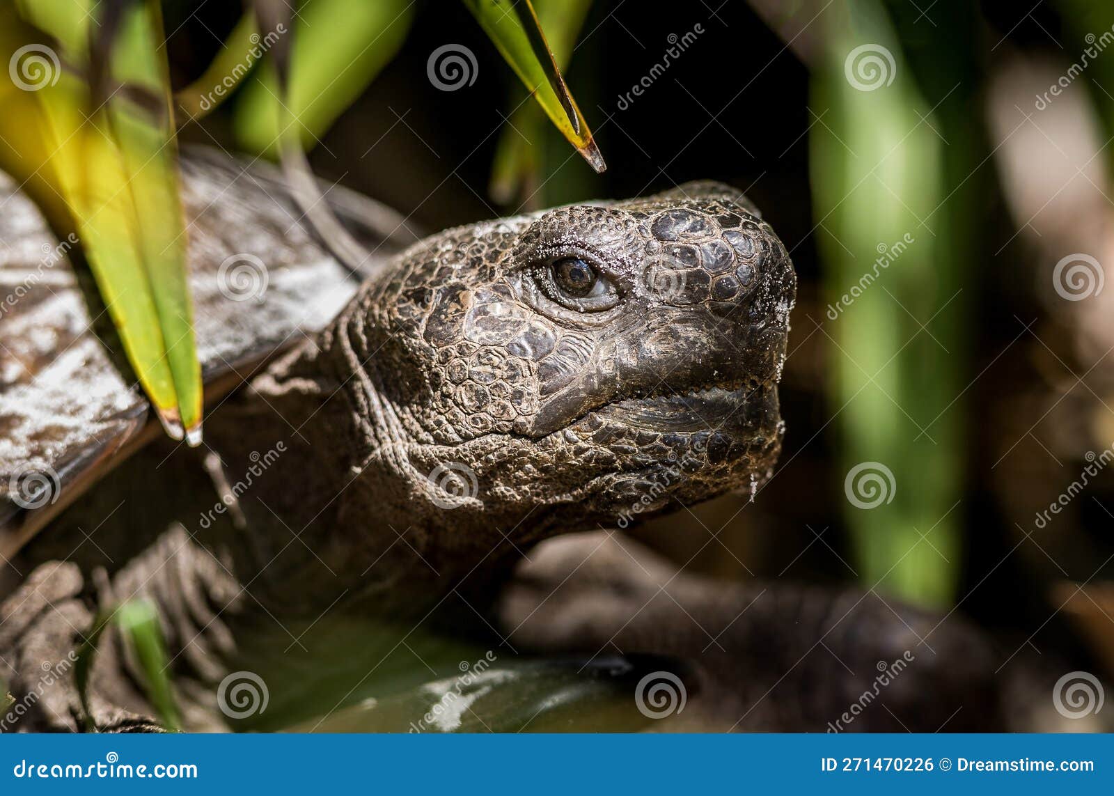 Gopher tortoise stock photo. Image of turtle, outside - 271470226
