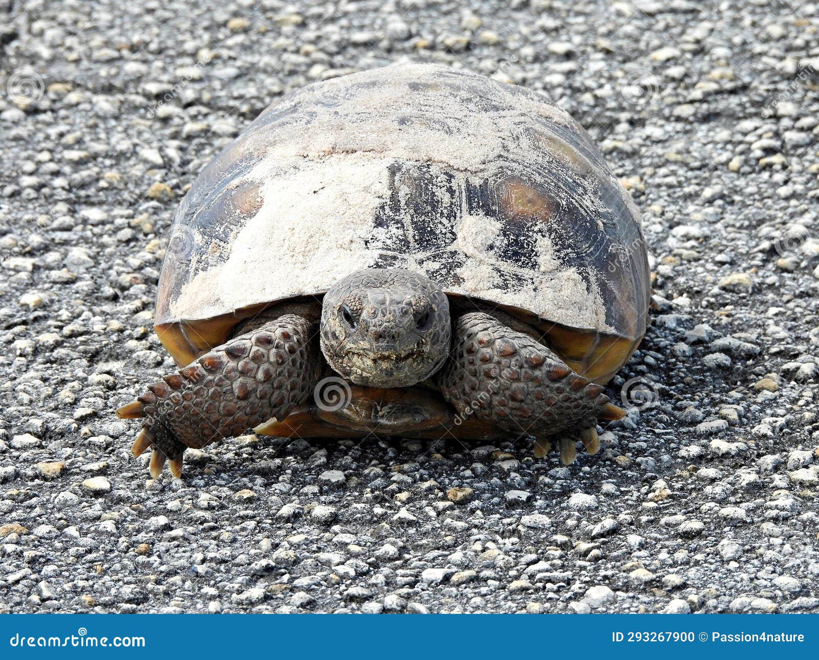 Gopher Tortoise (Gopherus Polyphemus) Stock Photo - Image of wildlife ... Gopher Tortoise (Gopherus Polyphemus) Stock Photo - Image of wildlife ...