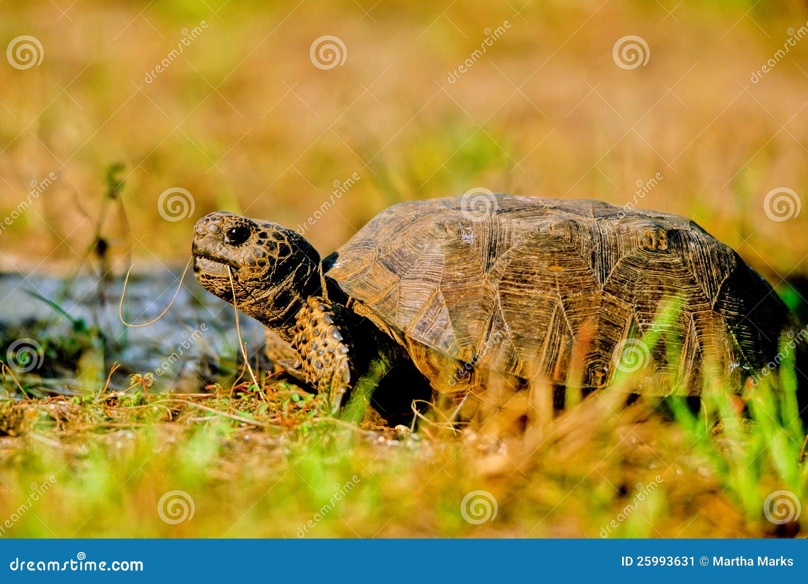Gopher Tortoise, Gopherus Polyphemus Stock Image - Image of east ...
