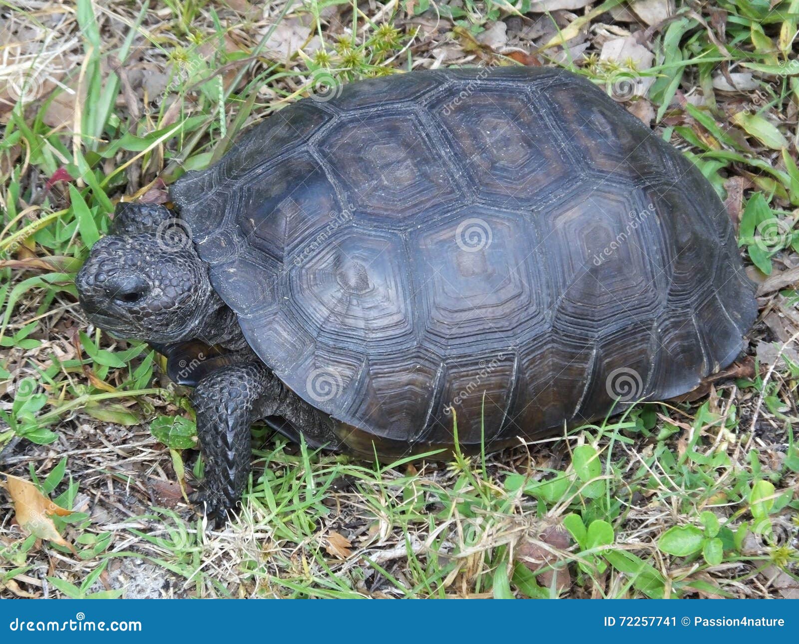 Gopher Tortoise (Gopherus Polyphemus) Stock Image - Image of gopher ... Gopher Tortoise (Gopherus Polyphemus) Stock Image - Image of gopher ...