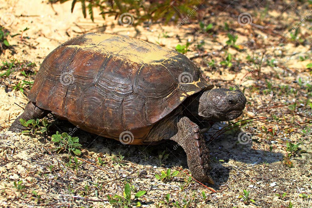 Gopher Tortoise (Gopherus Polyphemus) Stock Image - Image of tortise ...