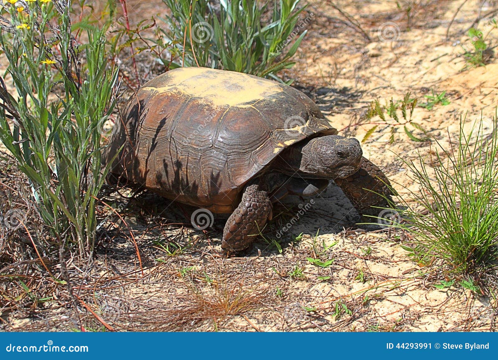 Gopher Tortoise (Gopherus Polyphemus) Stock Image - Image of gopherus ...