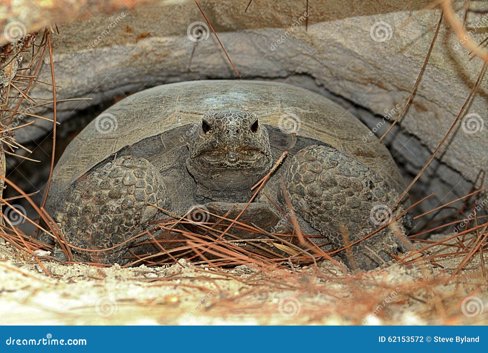 Gopher Tortoise (Gopherus Polyphemus) Stock Photo - Image of gopher ...