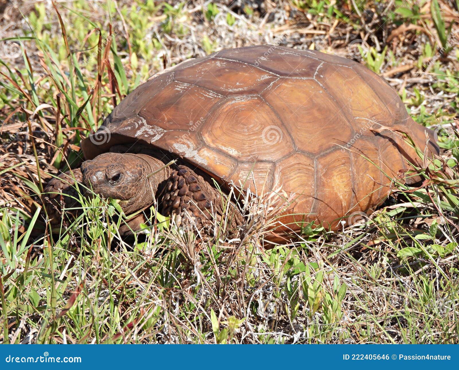 Gopher Tortoise Gopherus Polyphemus Stock Photo - Image of field ... Gopher Tortoise Gopherus Polyphemus Stock Photo - Image of field ...