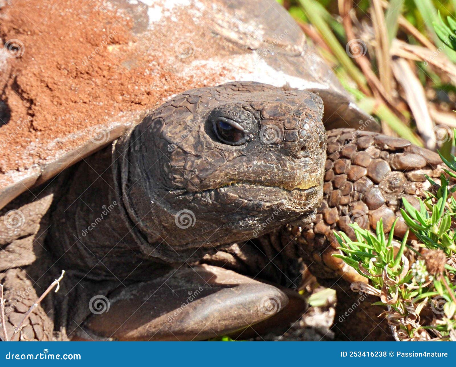 Gopher Tortoise Gopherus Polyphemus - Portrait Stock Photo - Image of ...