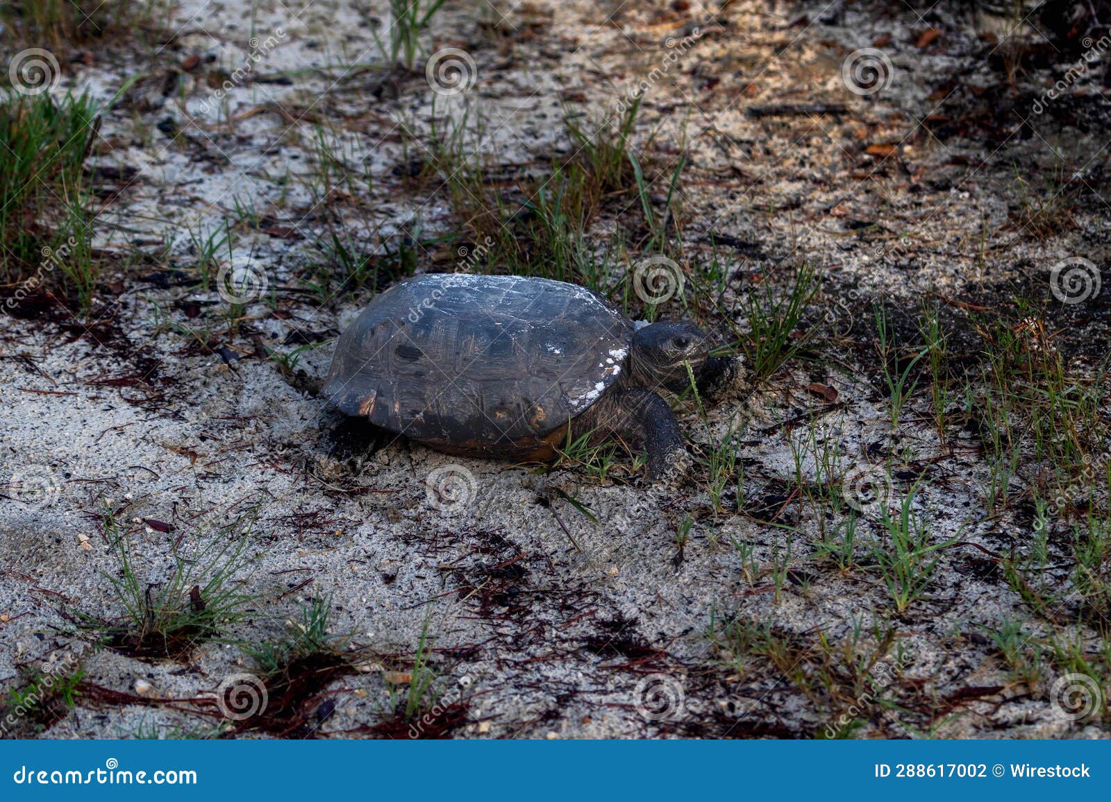 Gopher Tortoise (Gopherus Polyphemus) Resting in the Sand Stock Photo ...