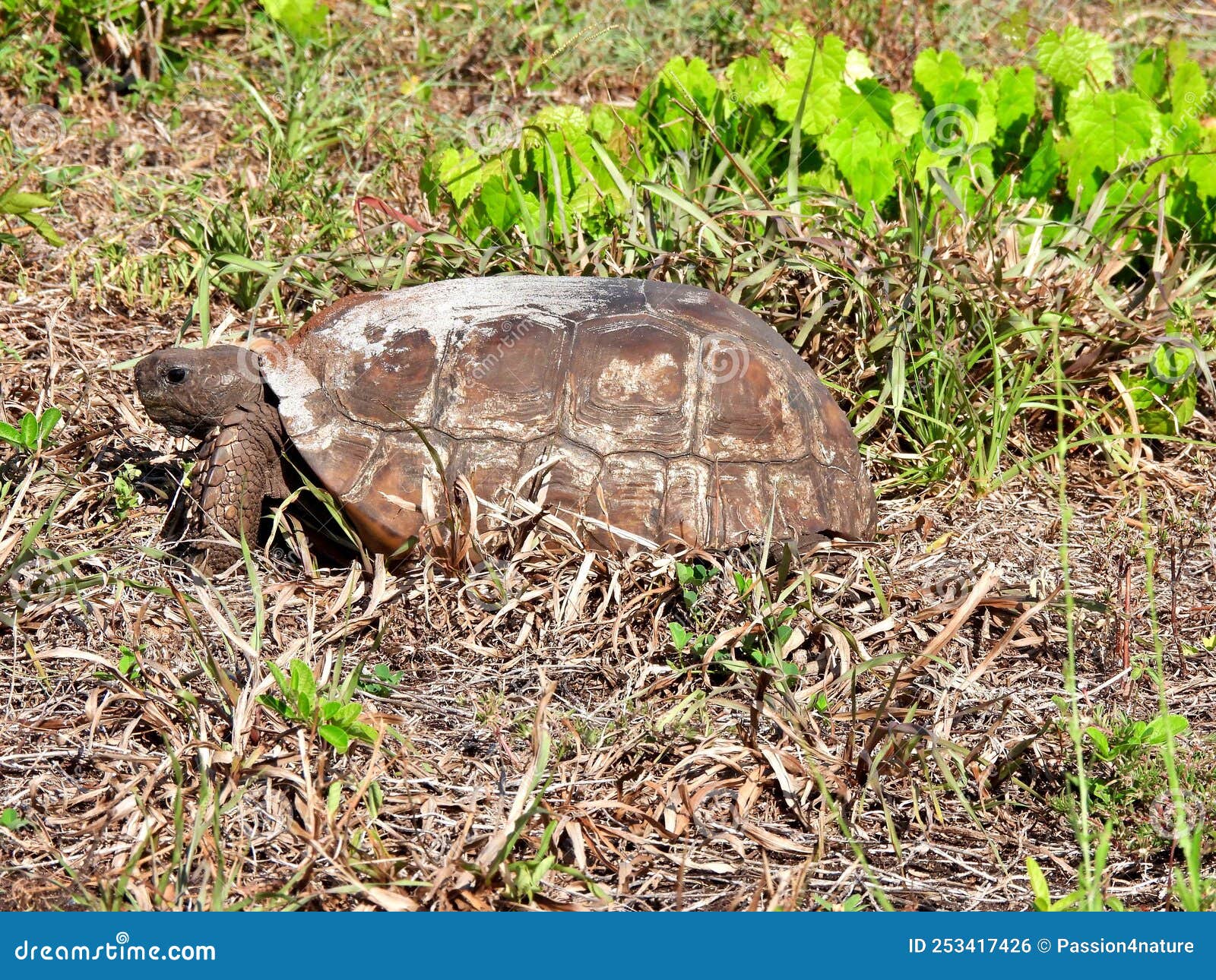 Gopher Tortoise Gopherus Polyphemus Stock Photo - Image of gopher ...