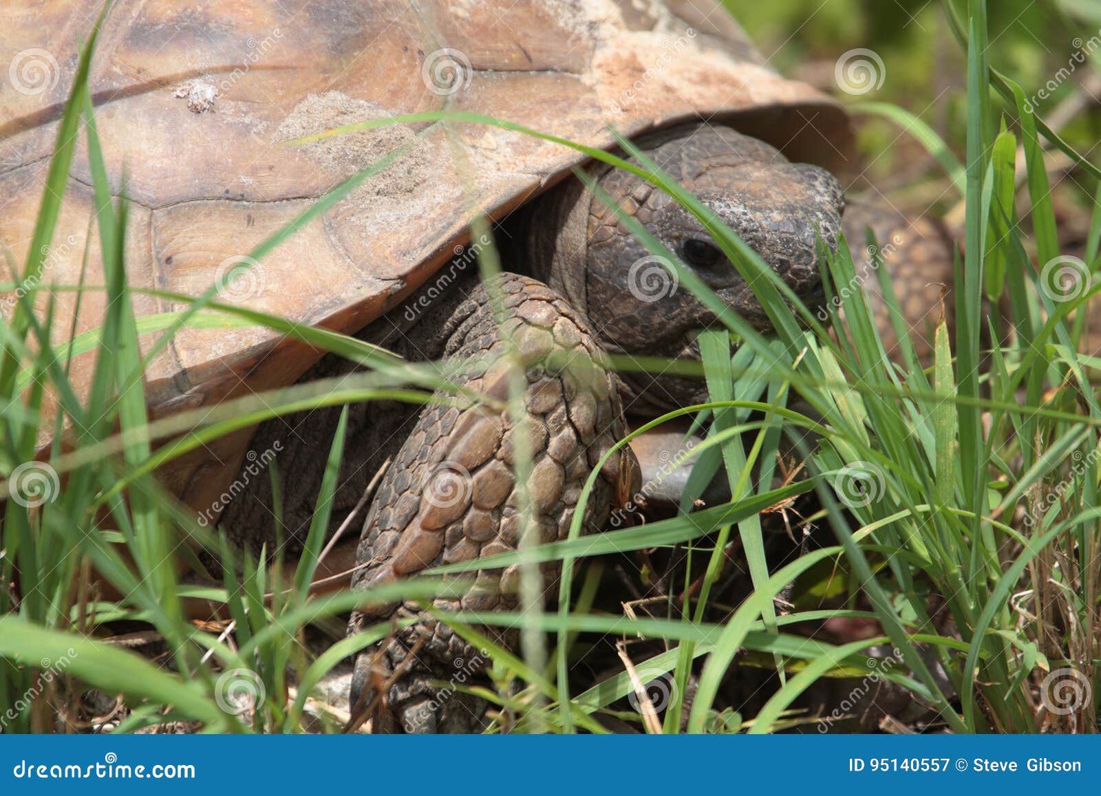 Gopher Tortoise stock image. Image of shell, florida - 95140557