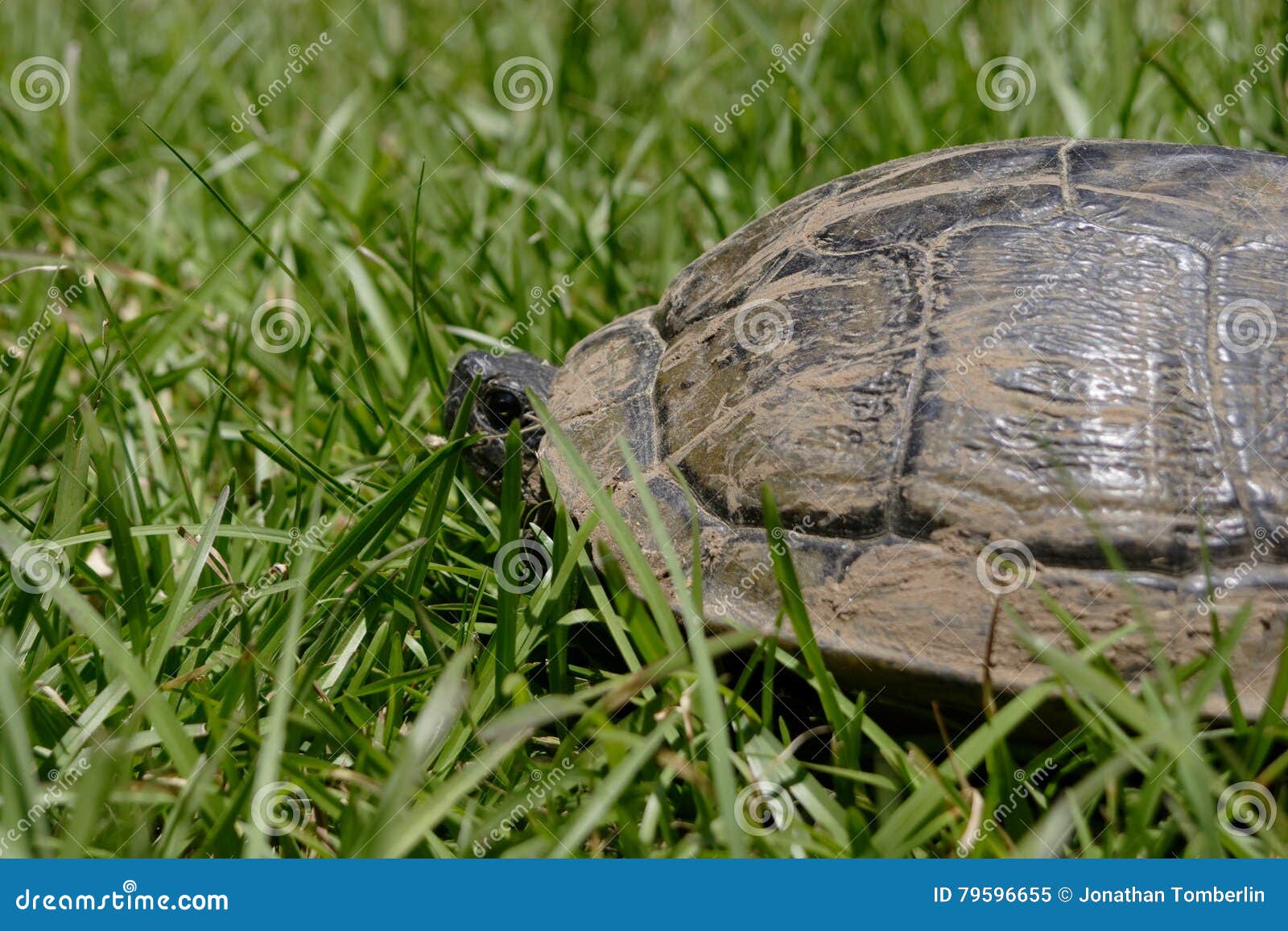 Gopher Tortoise stock image. Image of neck, wildlife - 79596655