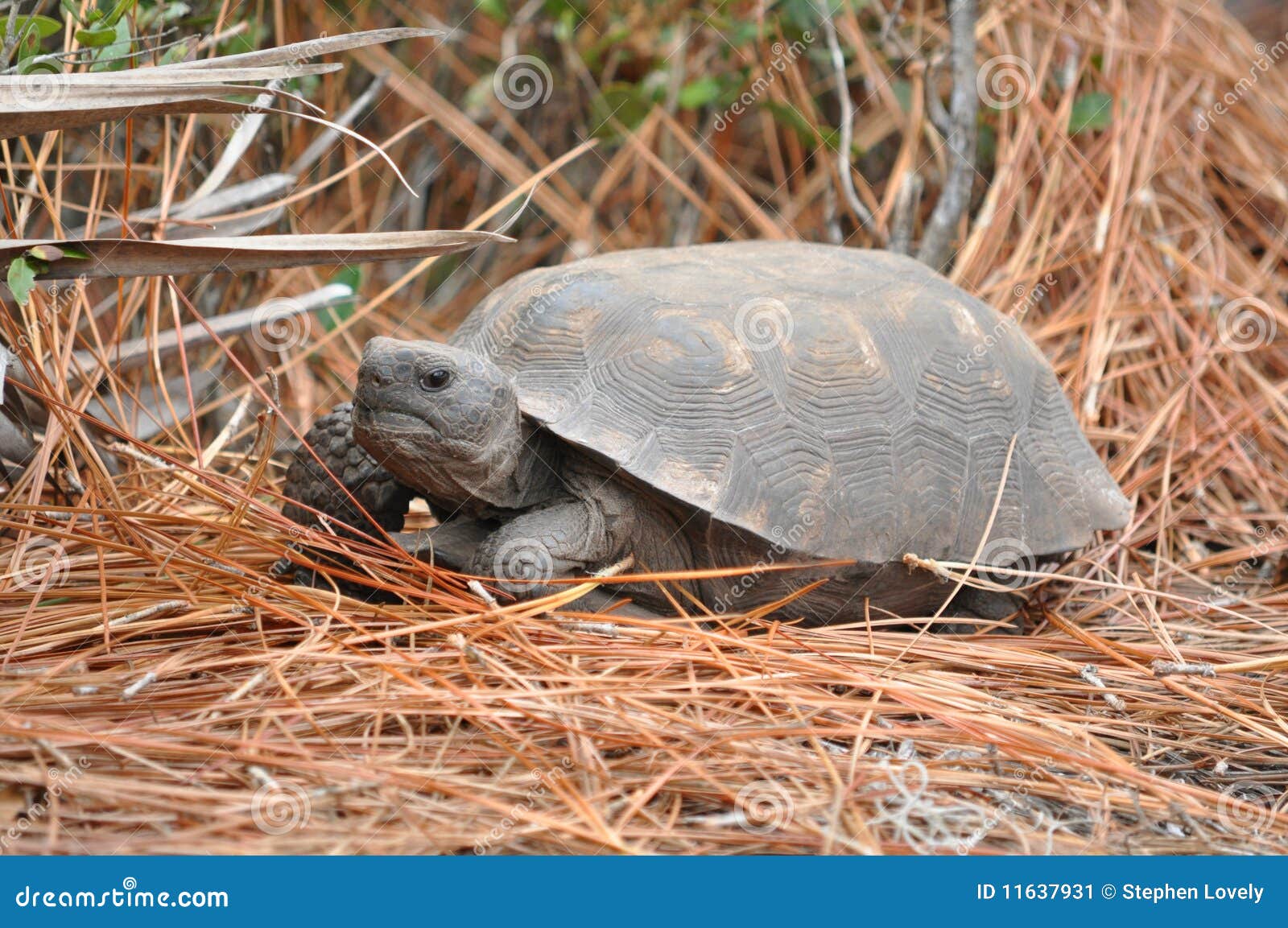 Gopher Tortoise Tick - Amblyomma Tuberculatum - Attached To The Rough ...
