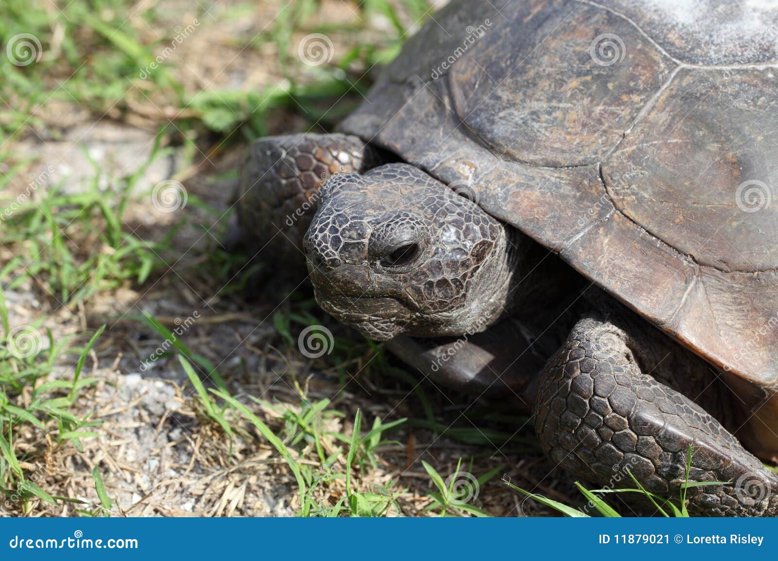 Gopher tortoise portrait stock image. Image of burrow - 11879021