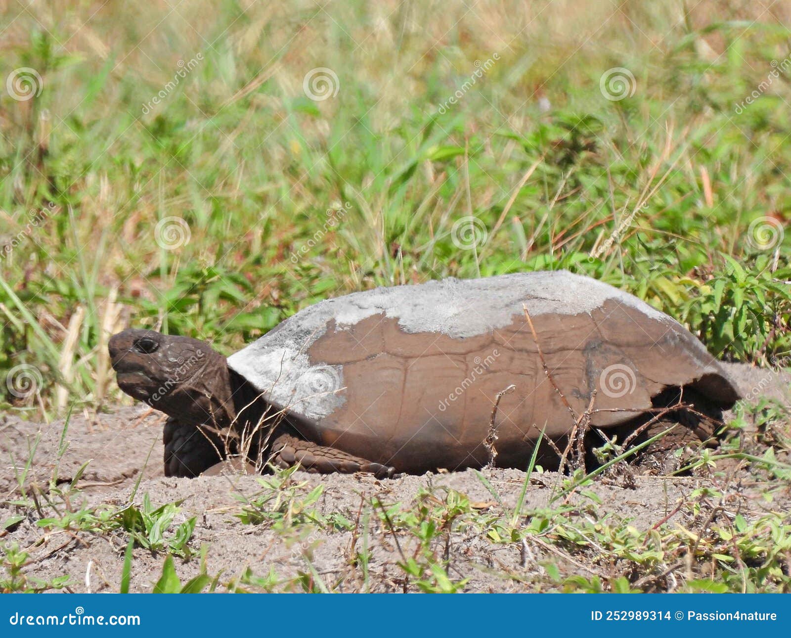 Gopher Tortoise Gopherus Polyphemus Stock Photo - Image of reptile ...