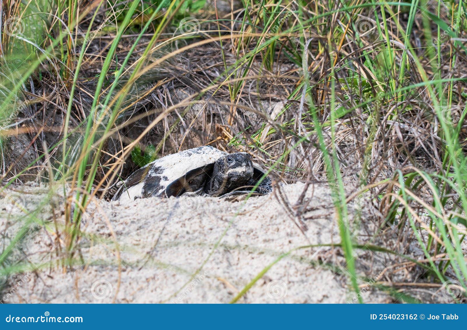 A Gopher Tortoise Resting Near Its Den. Stock Photo - Image of sandy ...