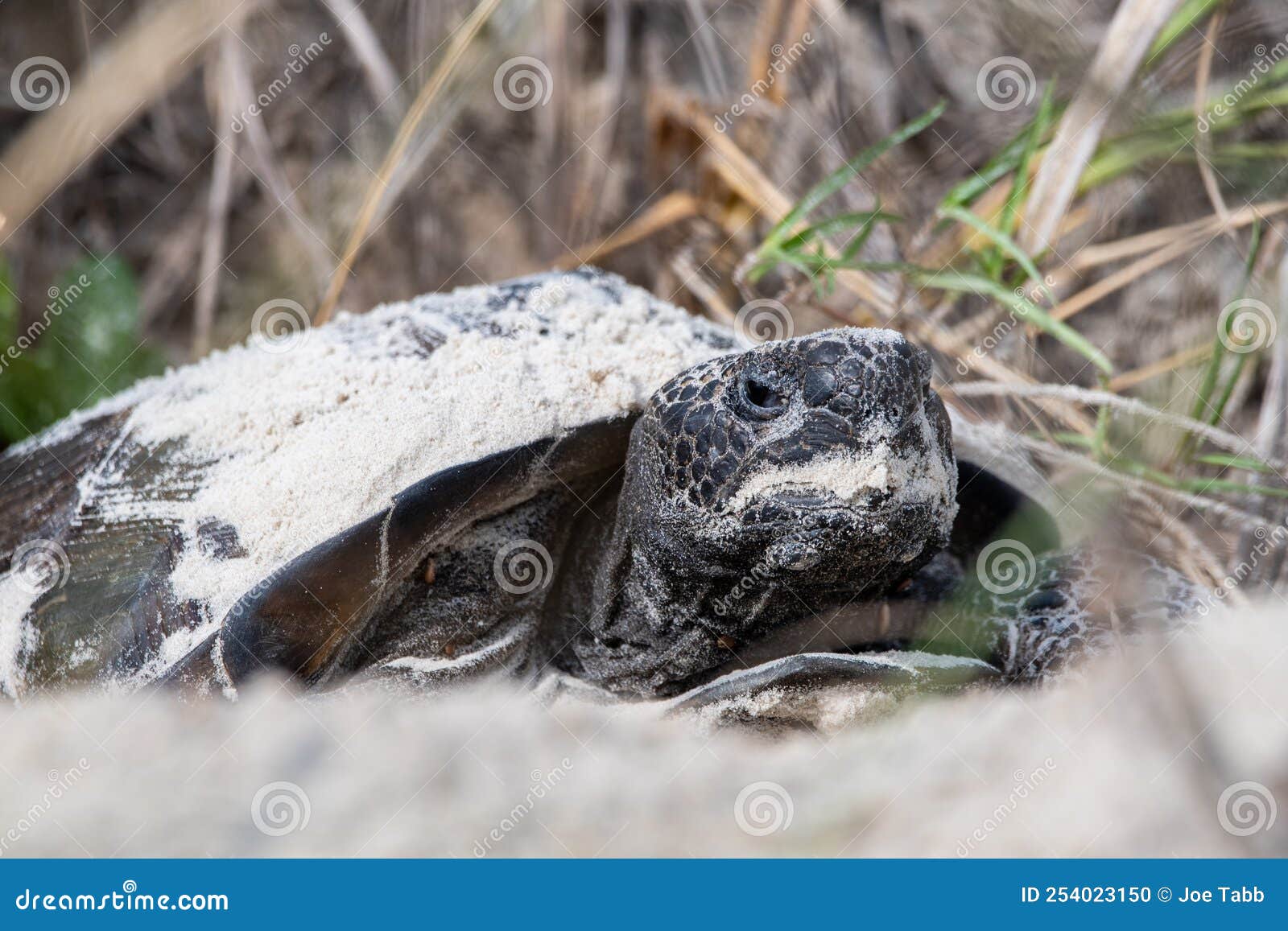 A Gopher Tortoise Resting Near Its Den. Stock Photo - Image of dune ...
