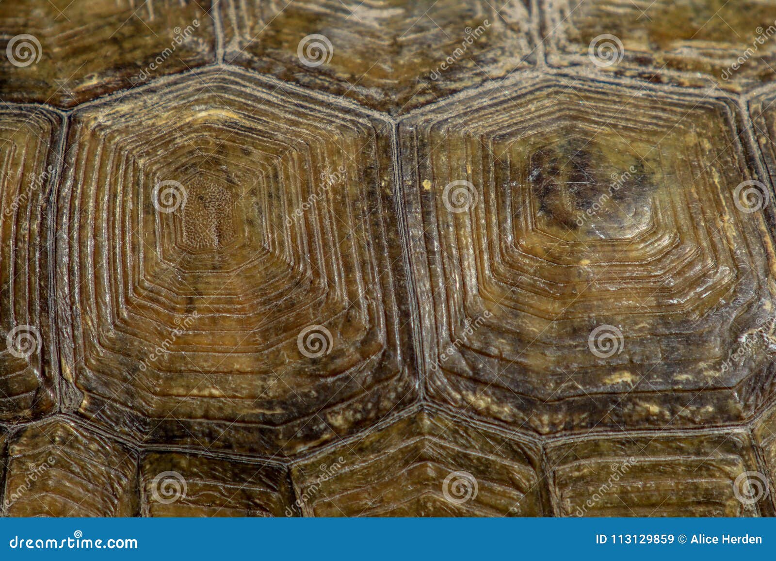 Tortoise Shell Textures Stock Photography | CartoonDealer.com #116834786