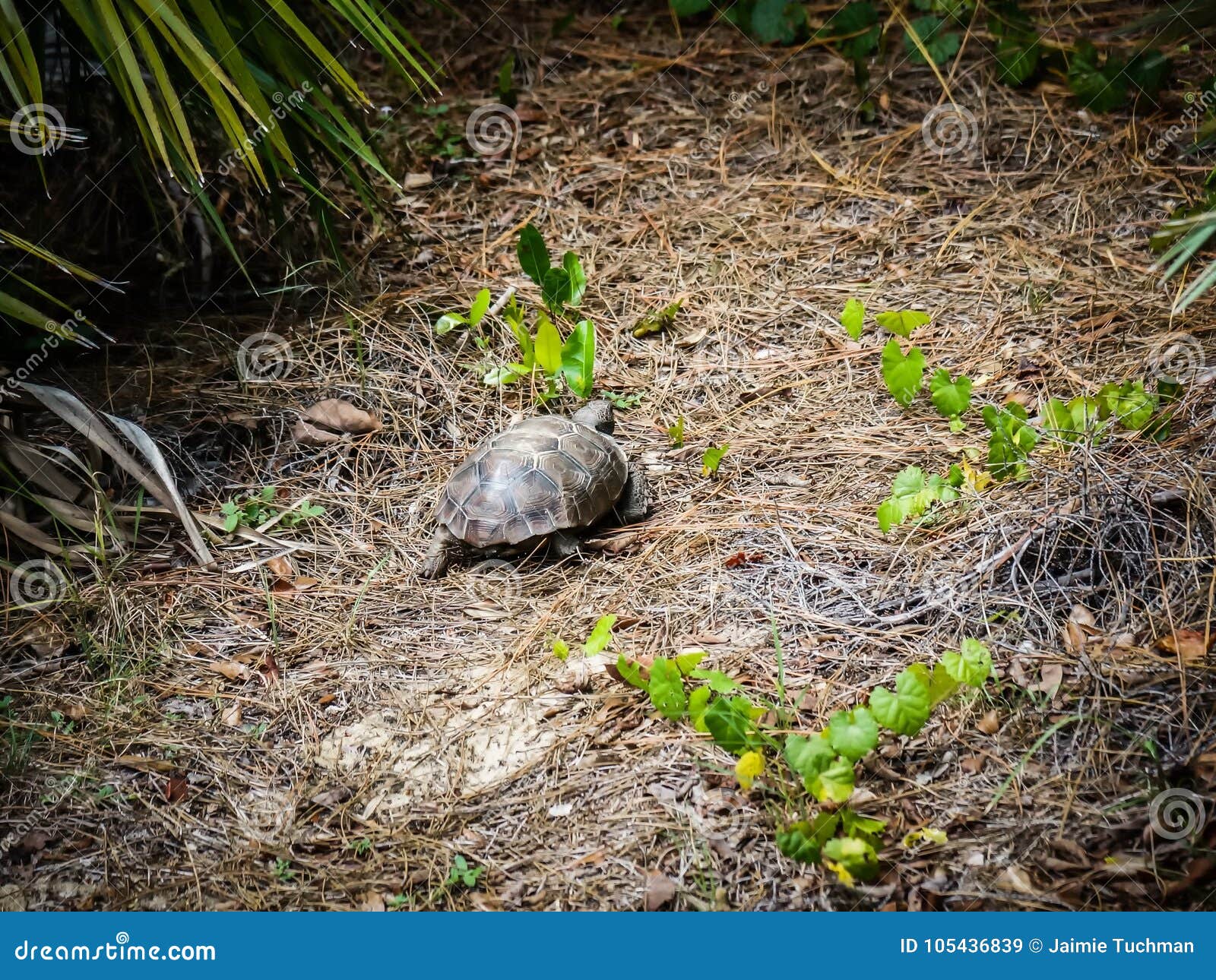 Gopher Tortoise Walking on the Sand Stock Image - Image of outdoor ...