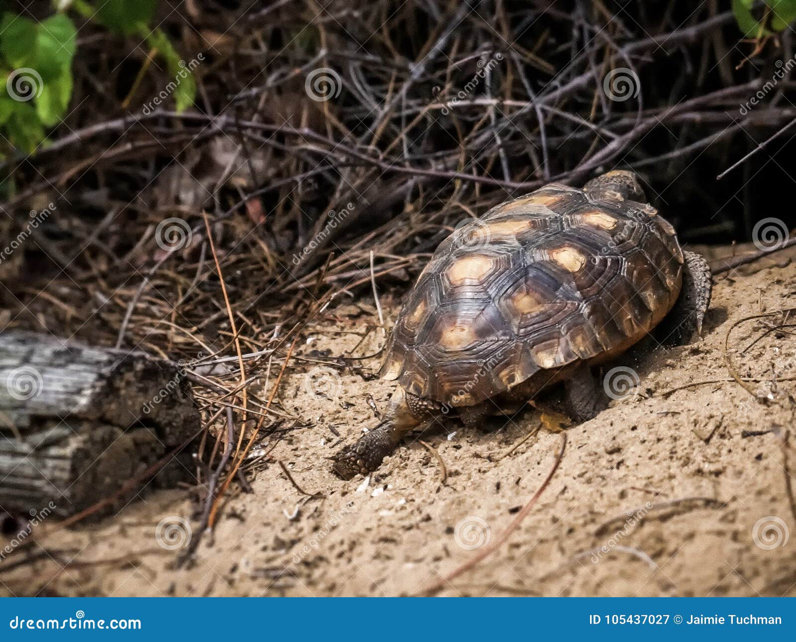 Gopher Tortoise Walking on the Sand Stock Image - Image of protection ...