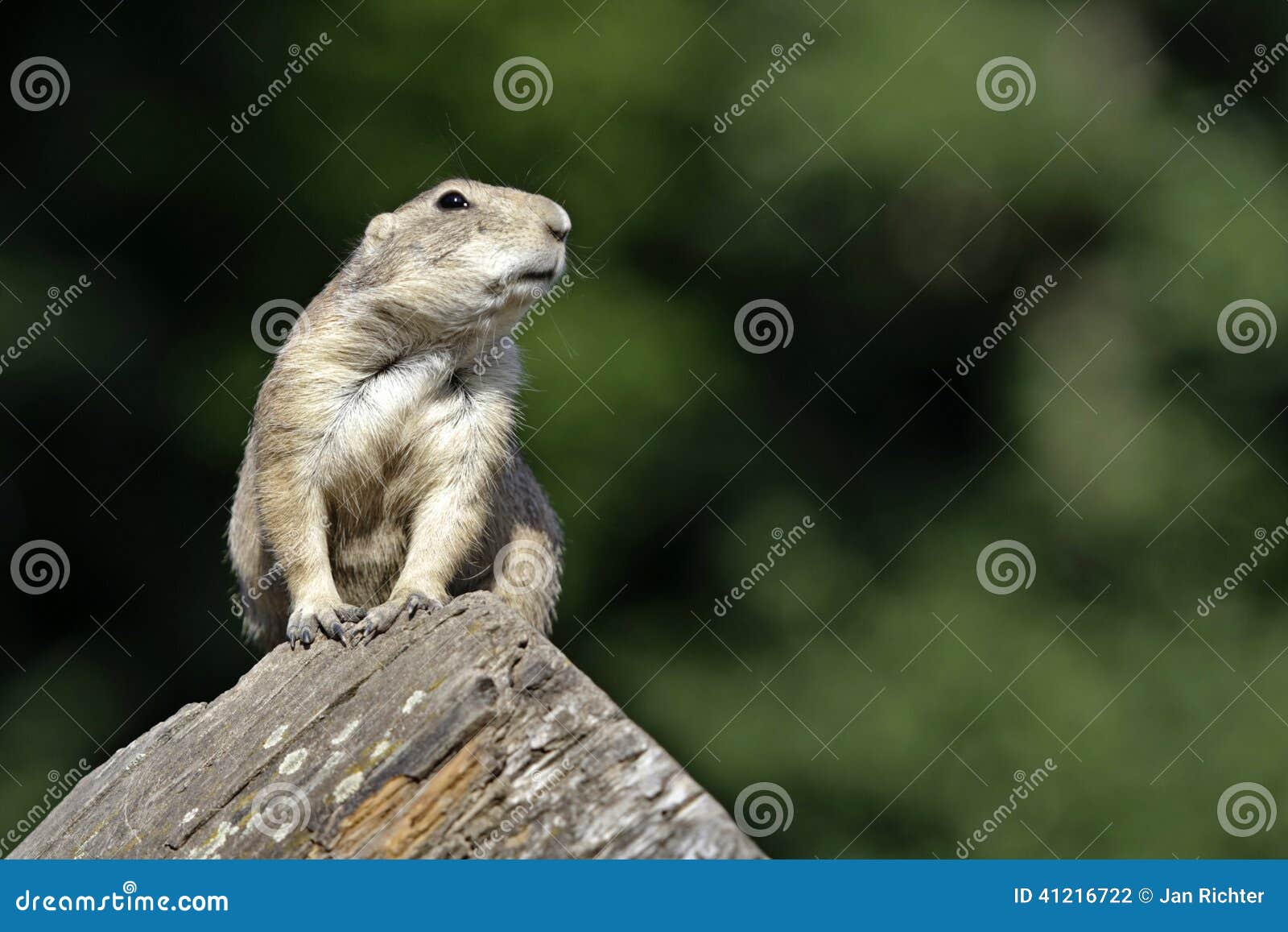 Gopher on tree stupm stock photo. Image of tree, mammal - 41216722