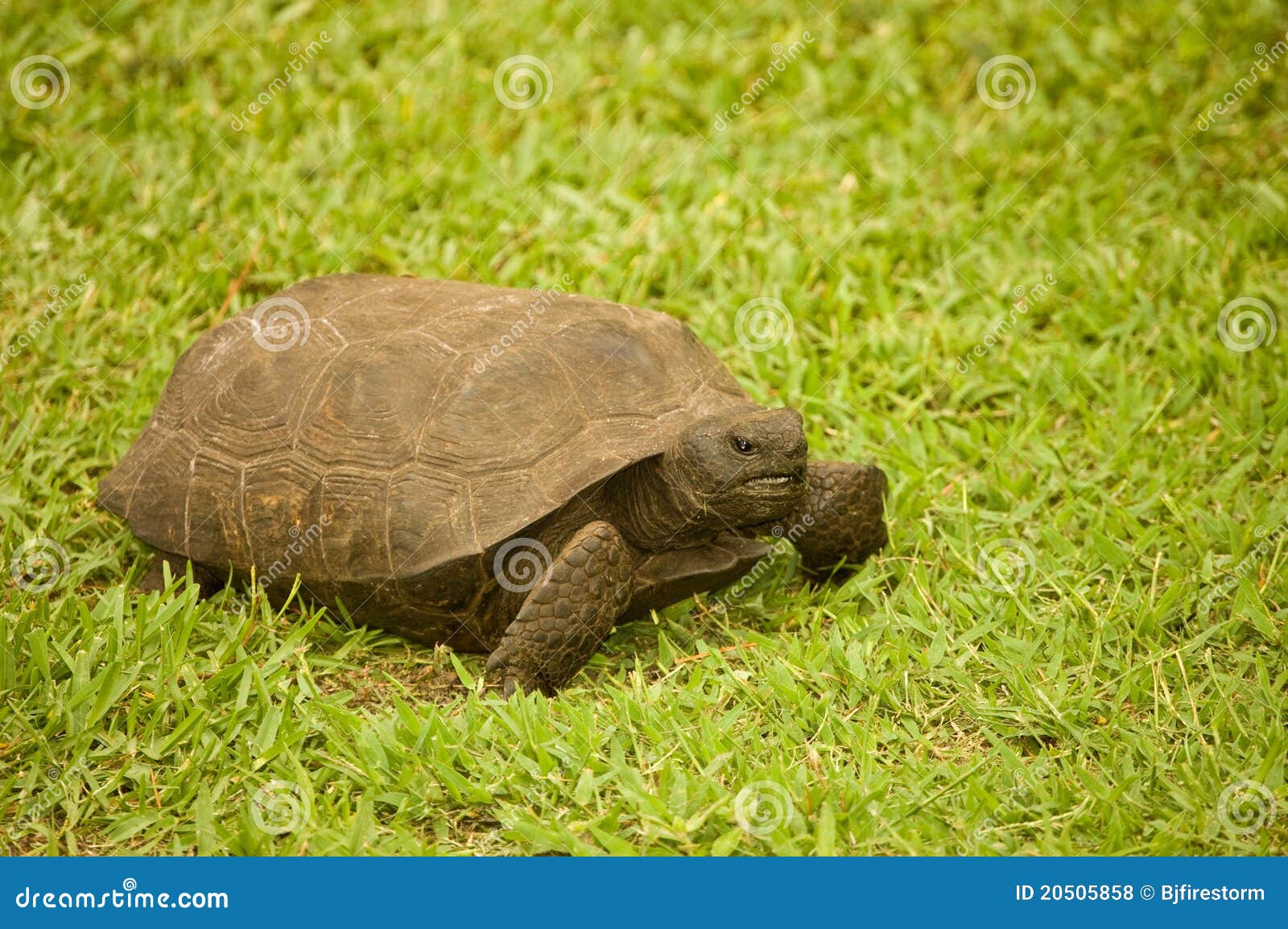 Gopher turtle. stock photo. Image of shell, wildlife - 20505858
