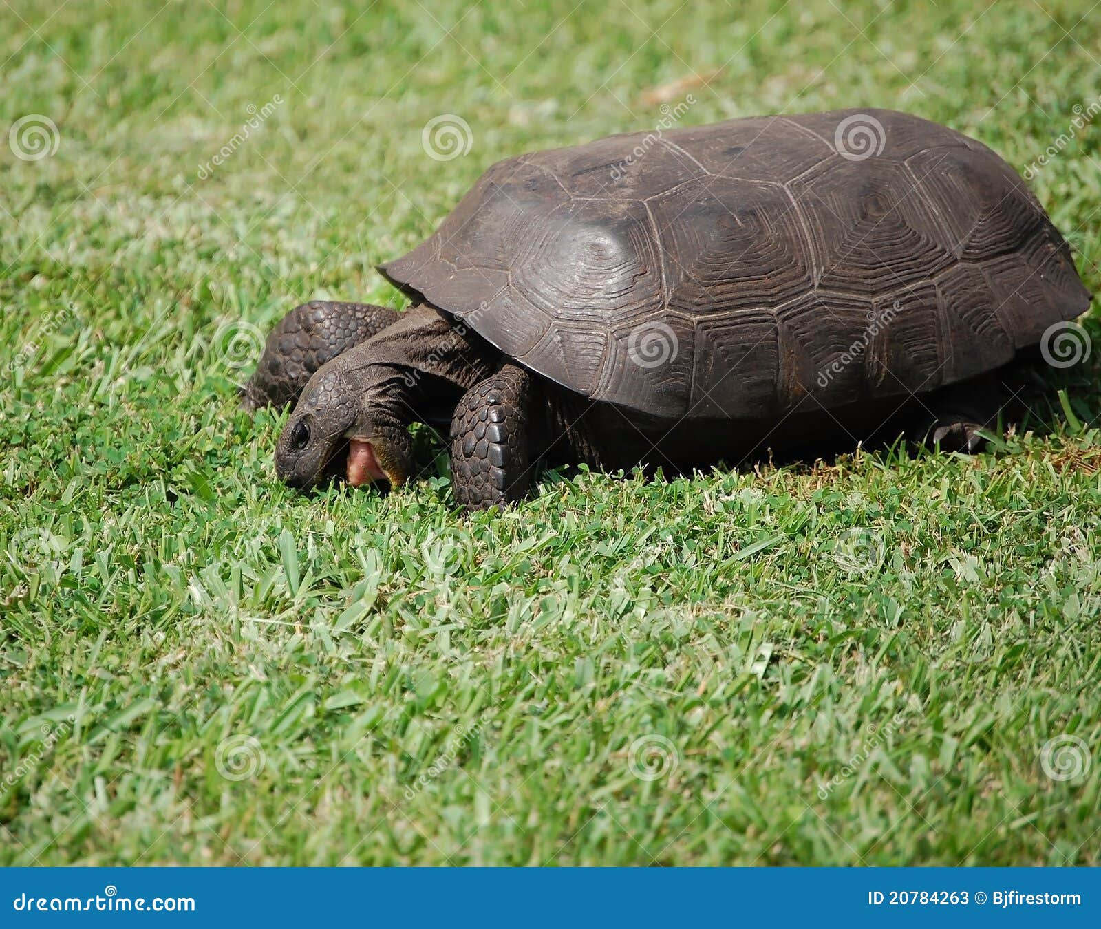 Gopher turtle. stock image. Image of wild, outdoors, summer - 20784263