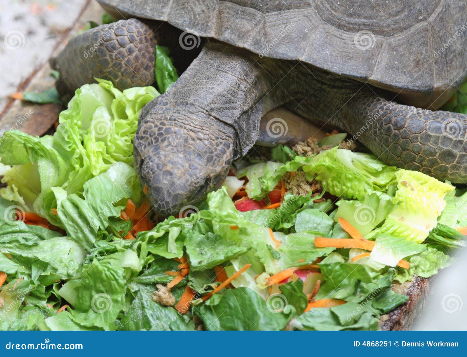 Gopher Turtle stock image. Image of protected, lunch, delicious - 4868251