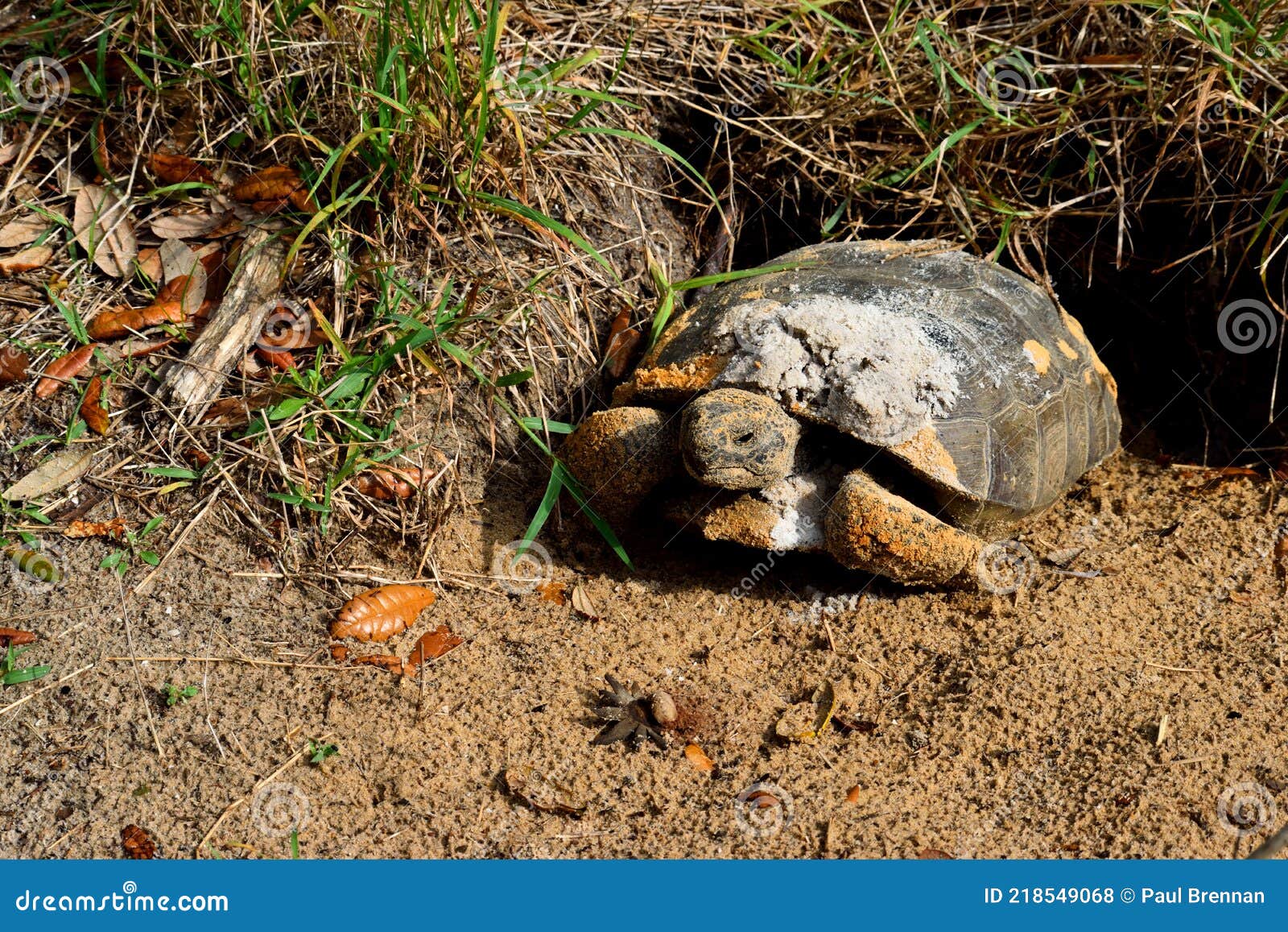 Gopher Turtle Background at Forest Area Stock Photo - Image of closeup ...