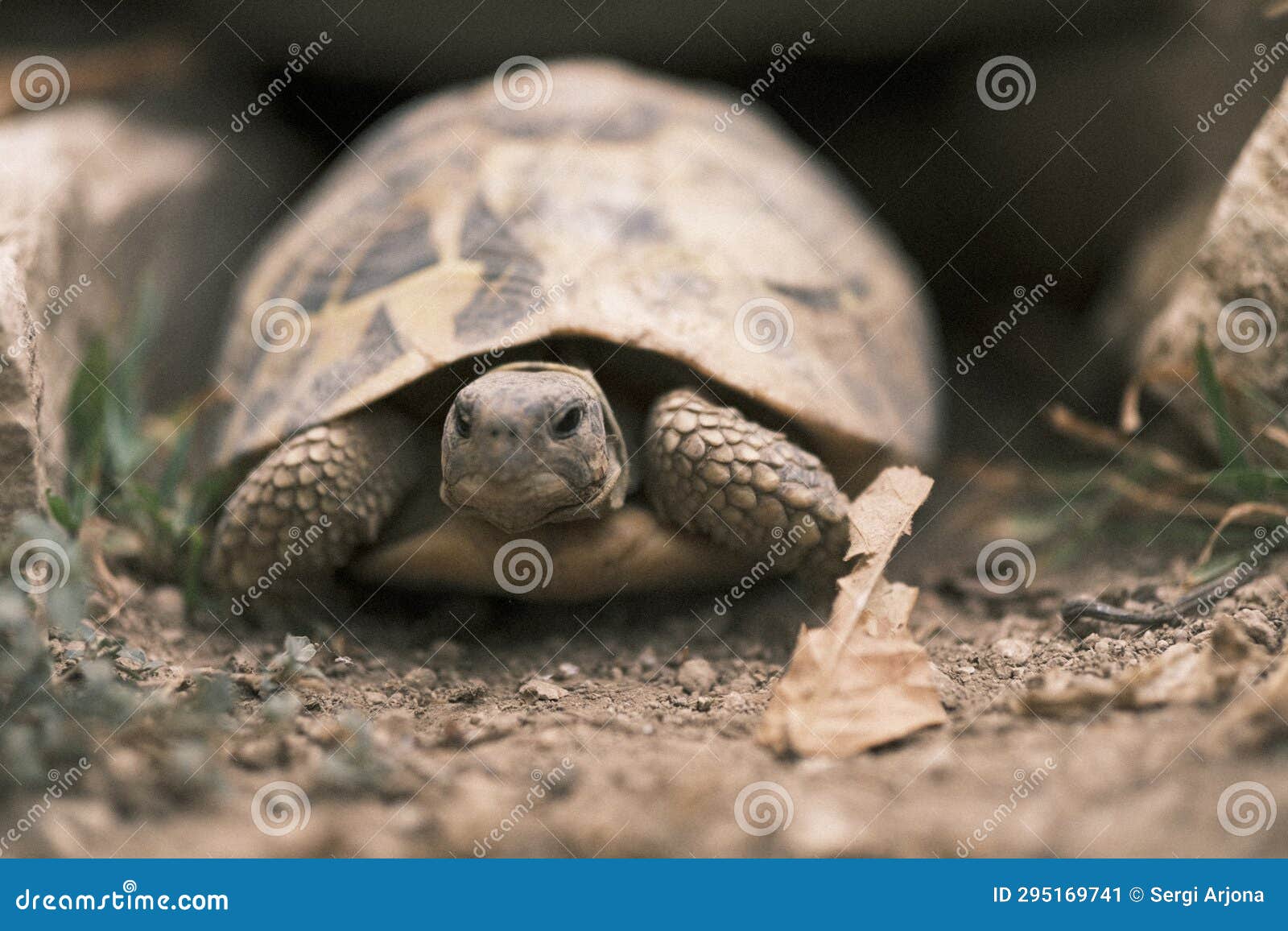 Gopher Turtle Emerging from a Hole in View of the Ground Stock Image ...