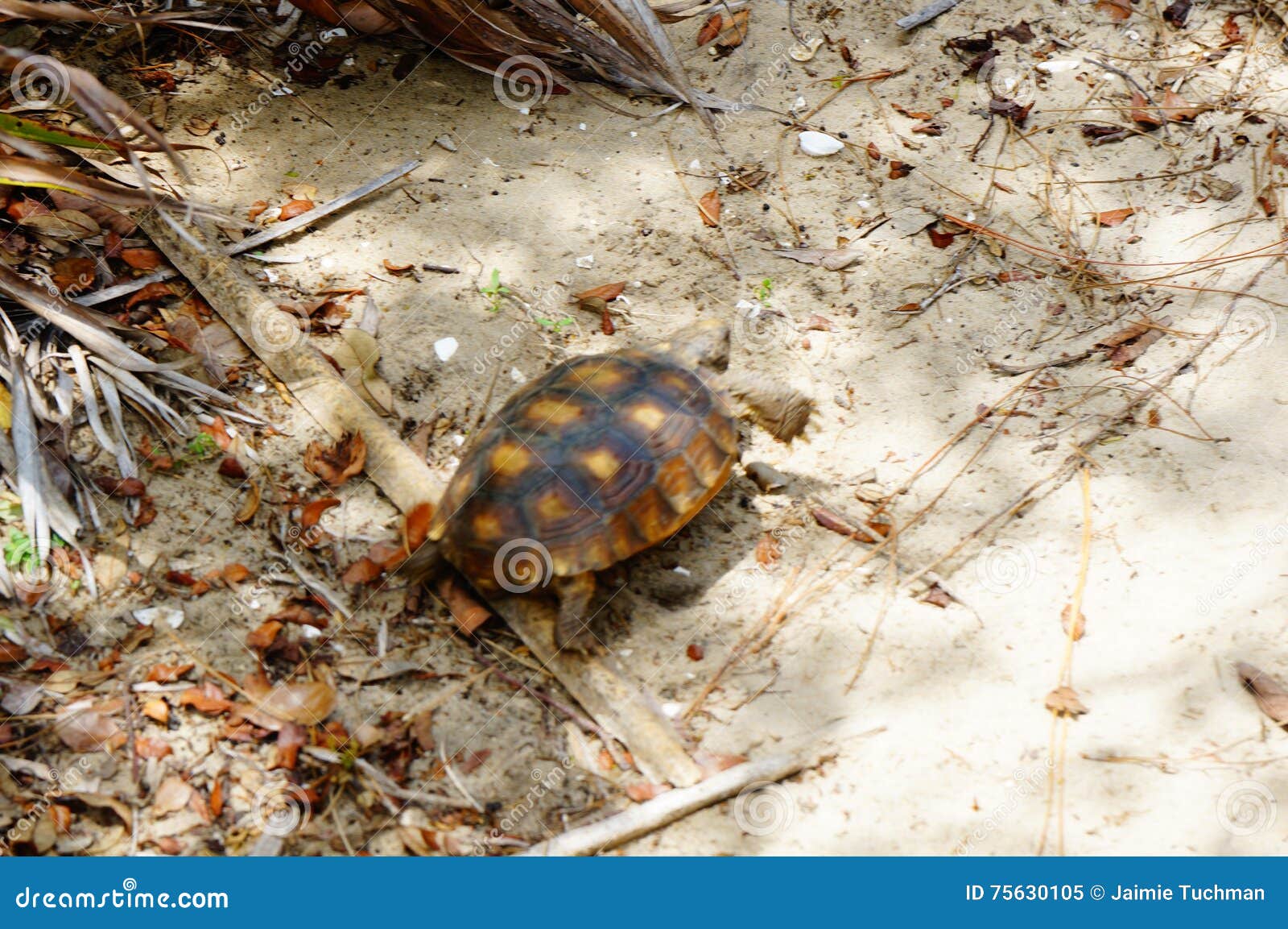 Gopher turtle in habitat stock image. Image of nature - 75630105