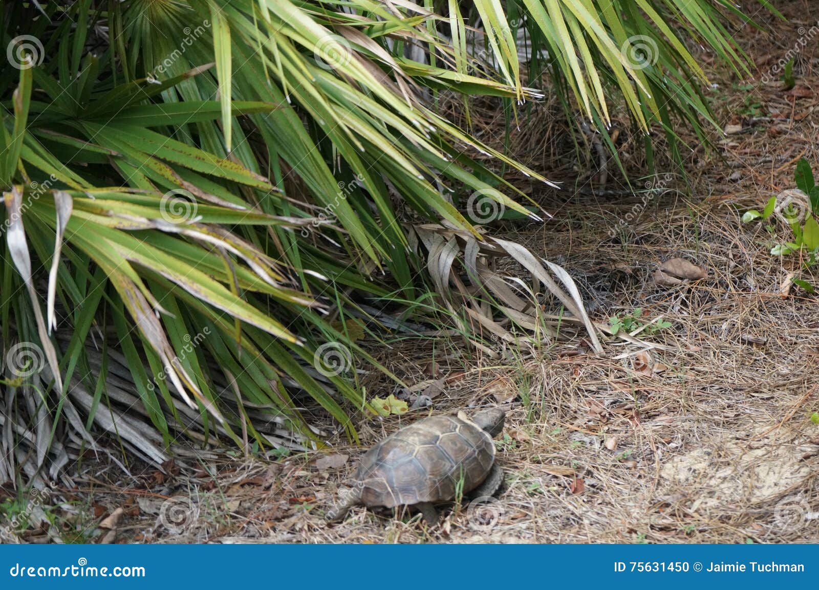Gopher turtle in habitat stock photo. Image of sand, southeast - 75631450