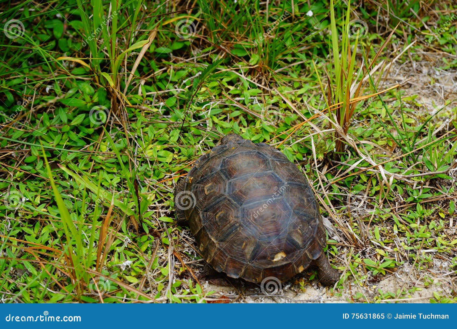 Gopher turtle in habitat stock image. Image of eating - 75631865