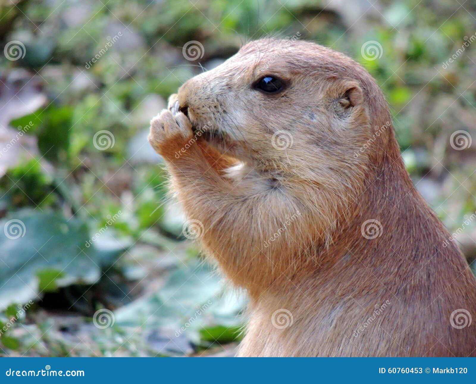 Gopher stock image. Image of ground, animal, squirrel - 60760453