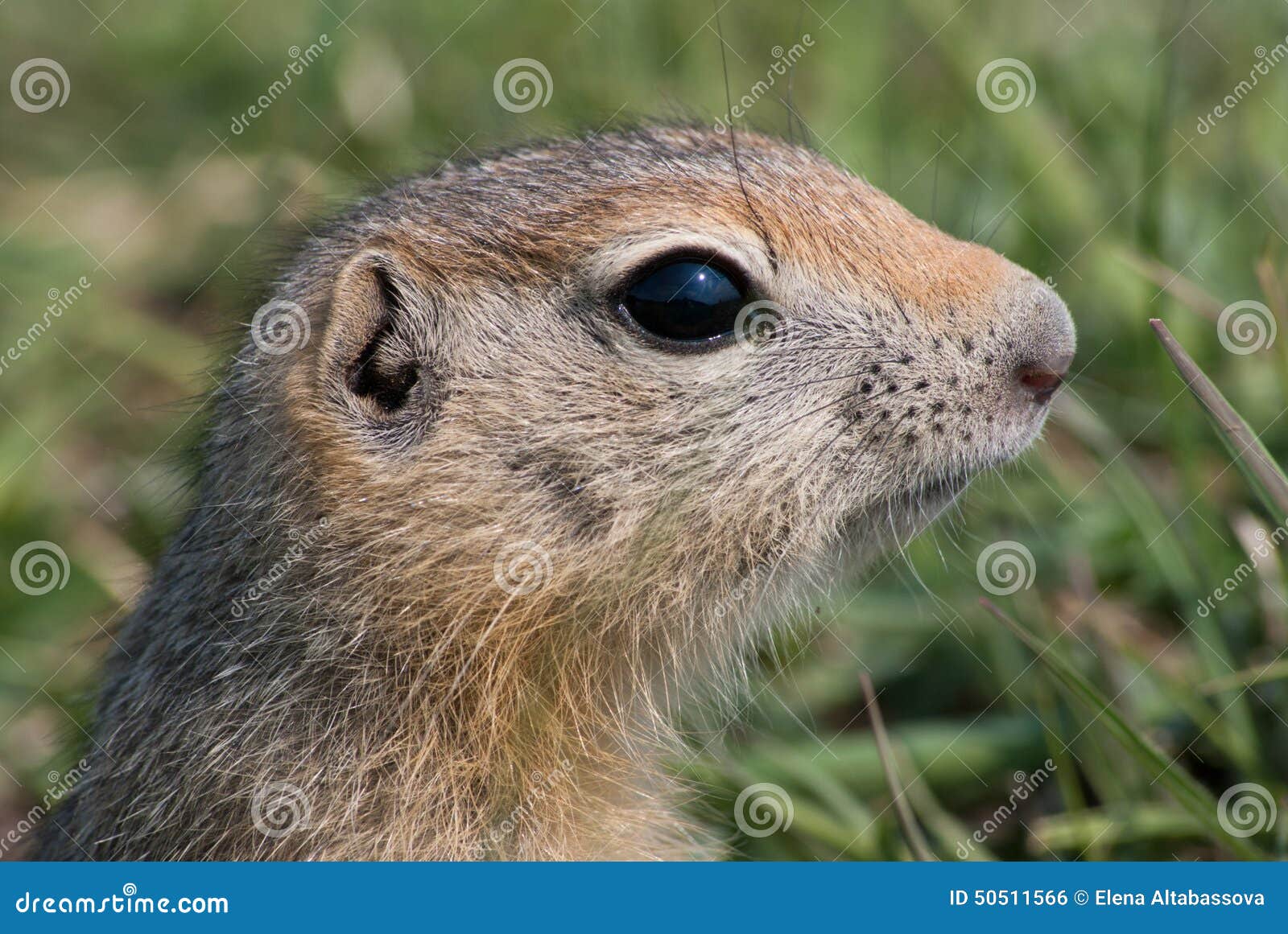 Gopher stock photo. Image of environment, grass, curiosity - 50511566
